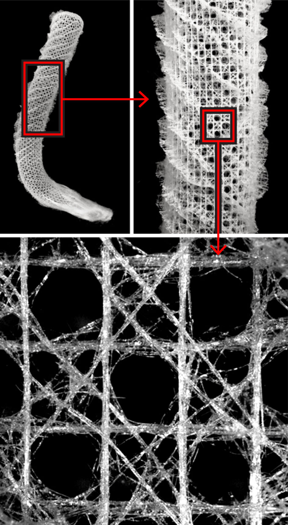 The Curious Strength of a Sea Sponge’s Glass Skeleton | Quanta Magazine