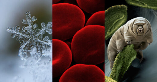 What Is Life? Its Vast Diversity Defies Easy Definition. | Quanta Magazine