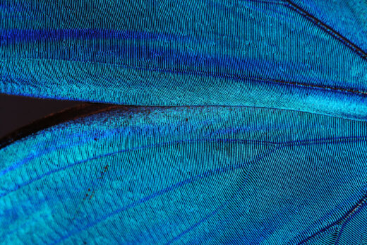 How Blue Animals Color Themselves With Nanostructures | Quanta Magazine