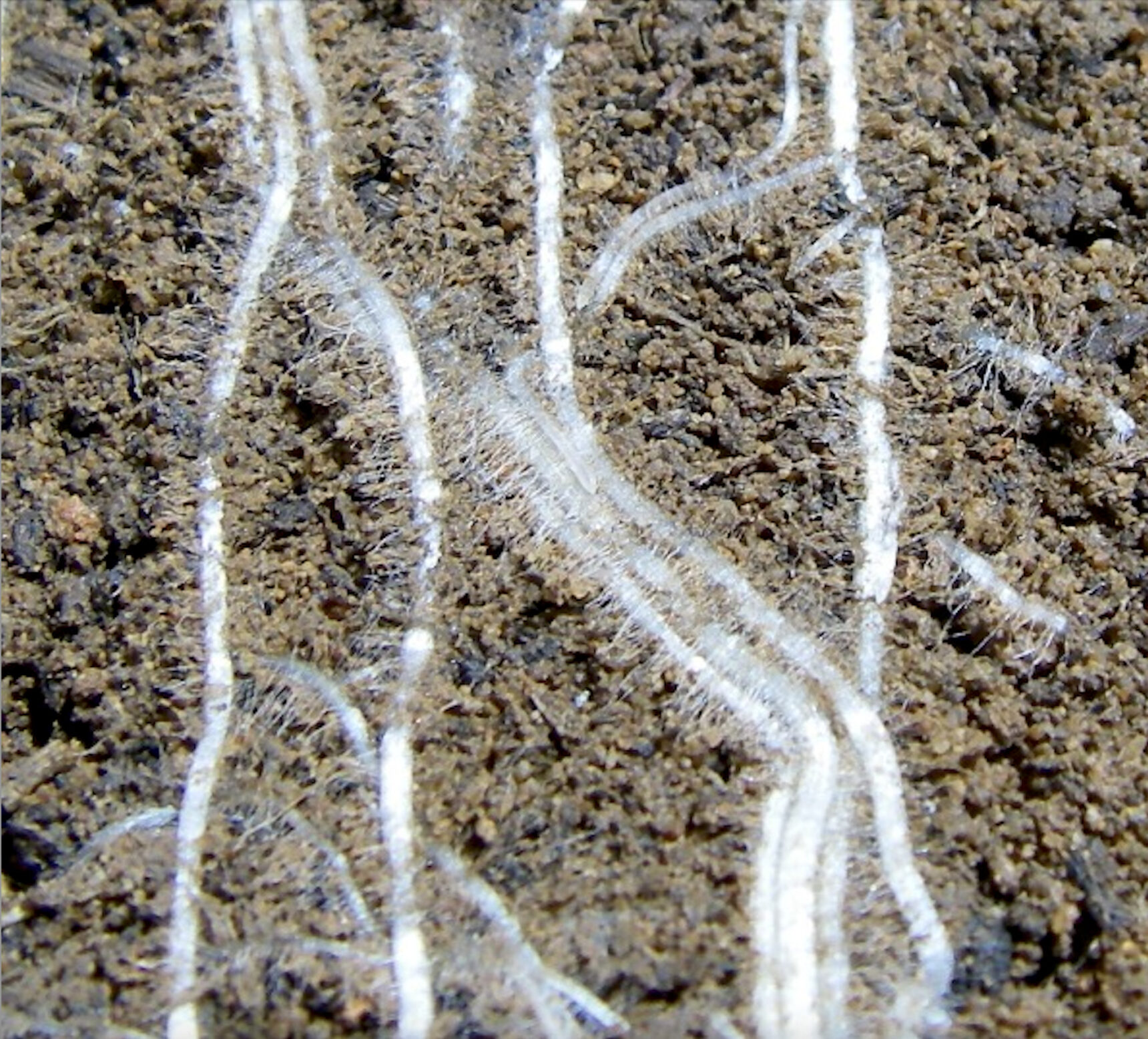 A Soil-Science Revolution Upends Plans to Fight Climate Change | Quanta ...