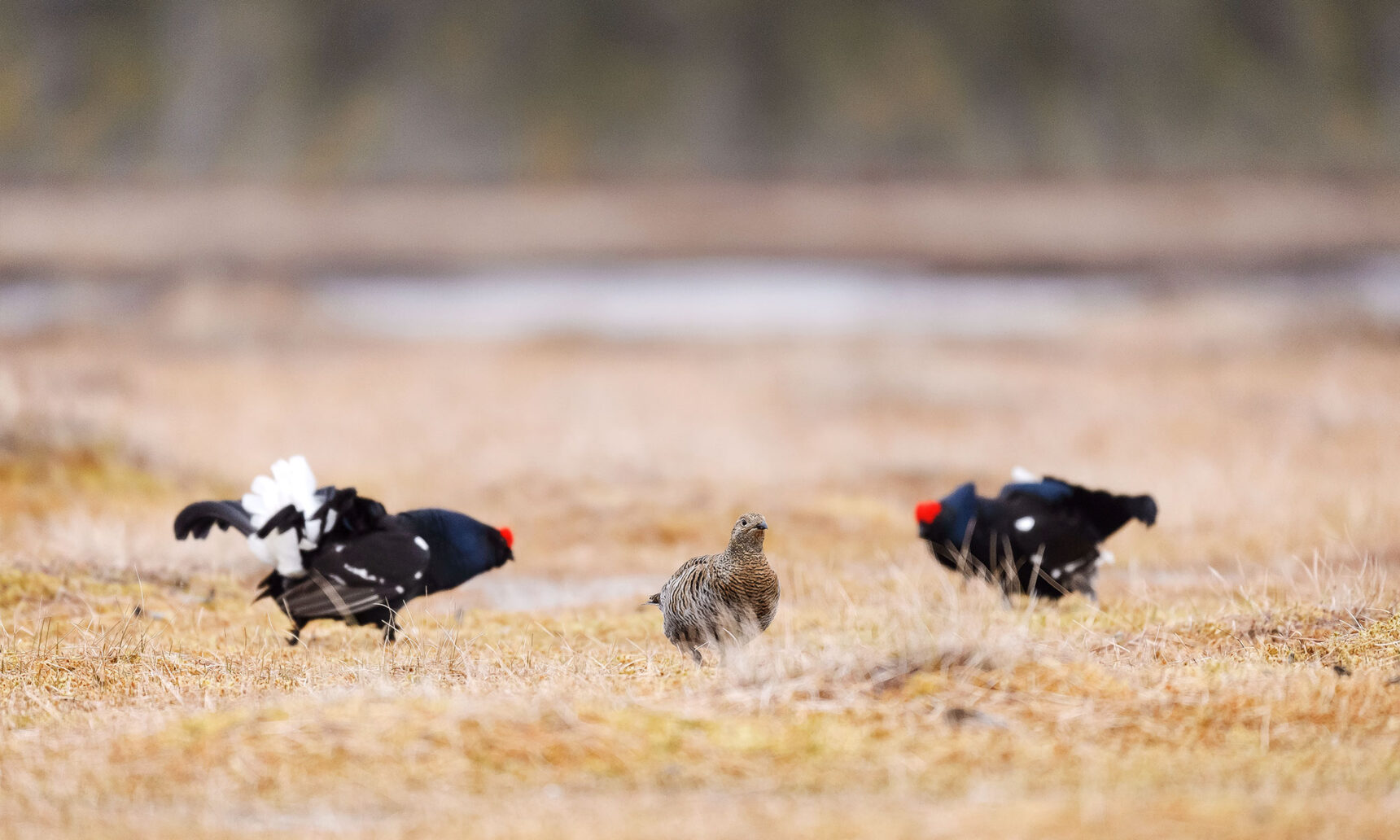 Mating Contests Among Females May Shape Their Evolution | Quanta Magazine