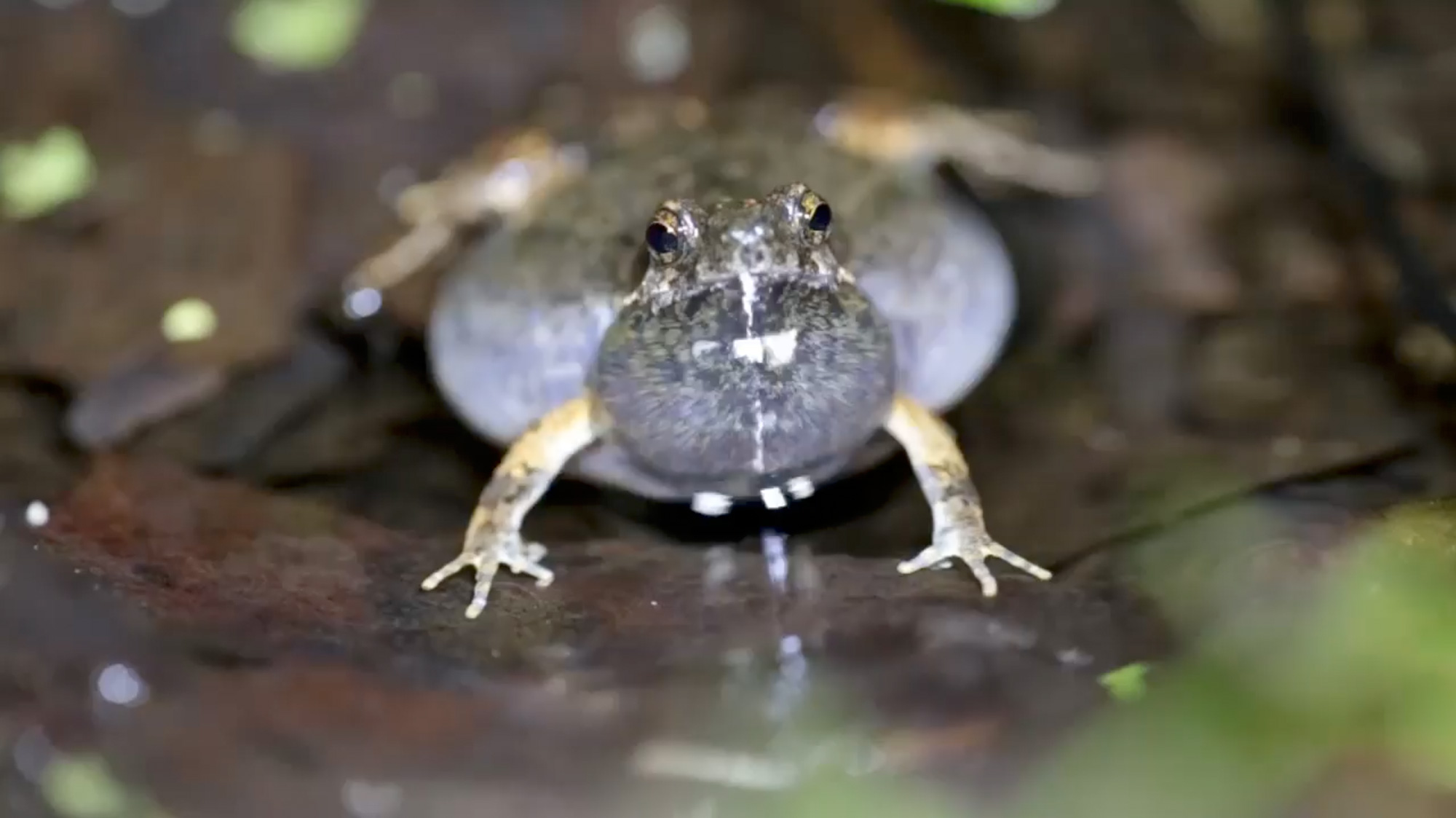 Animals Can Count and Use Zero. How Far Does Their Number Sense Go ...