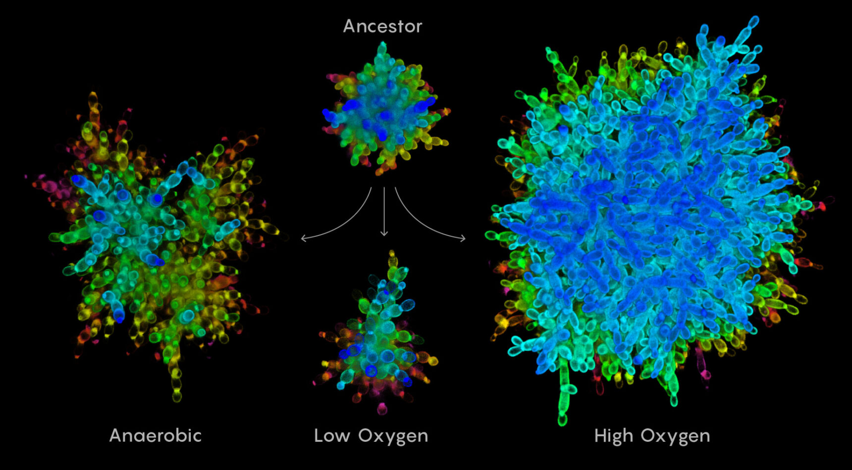 Single Cells Evolve Large Multicellular Forms in Just Two Years ...