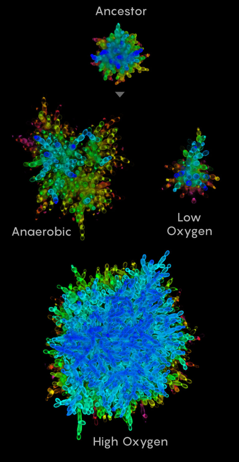 Single Cells Evolve Large Multicellular Forms in Just Two Years ...