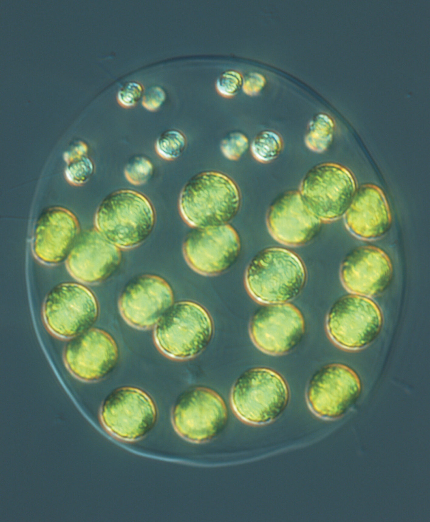 Single Cells Evolve Large Multicellular Forms in Just Two Years ...