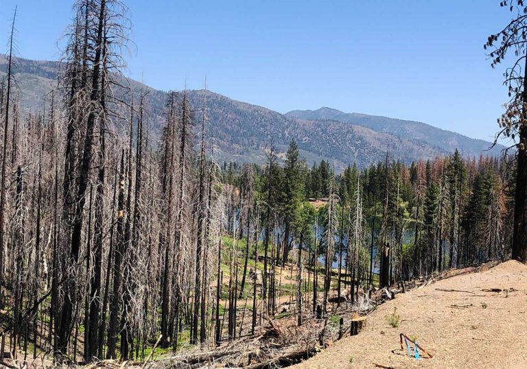 Wildfires of Varying Intensity Can Be Good for Biodiversity | Quanta ...