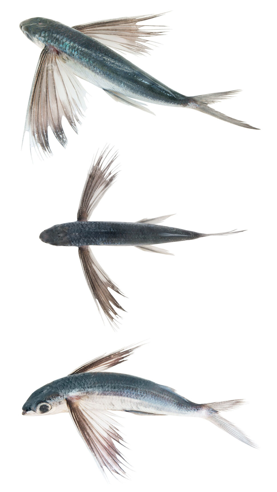 Flying Fish and Aquarium Pets Yield Secrets of Evolution | Quanta Magazine