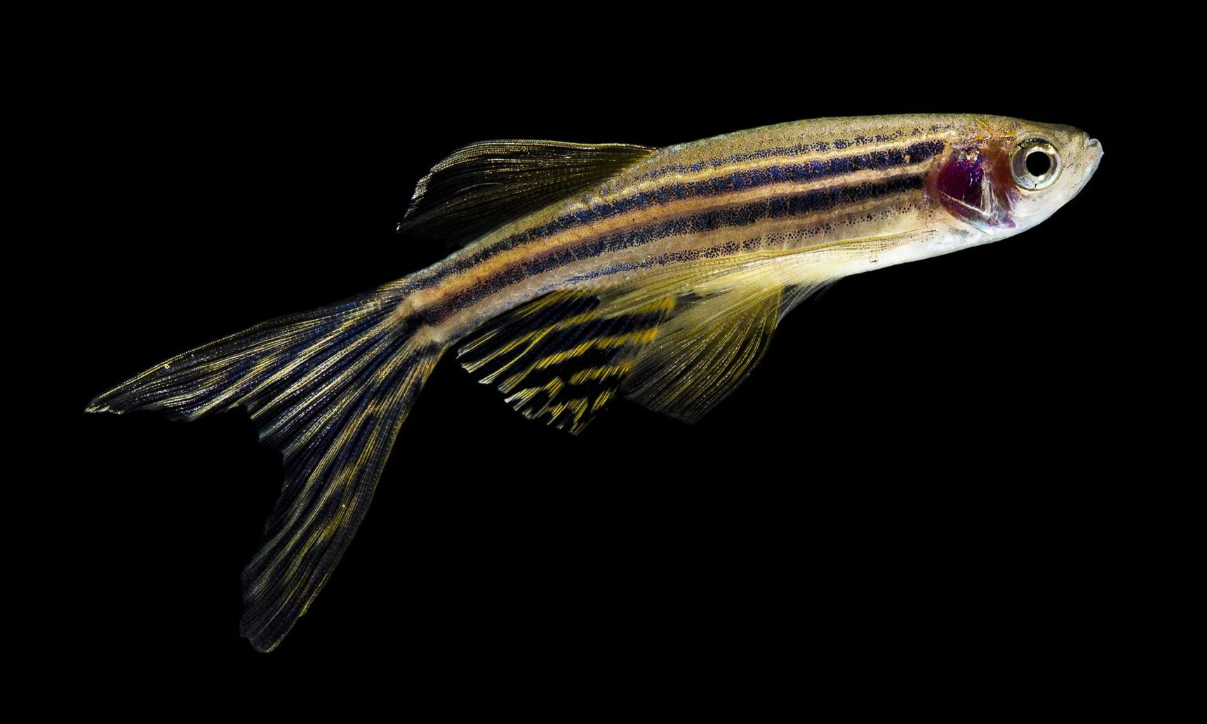 Flying Fish and Aquarium Pets Yield Secrets of Evolution | Quanta Magazine