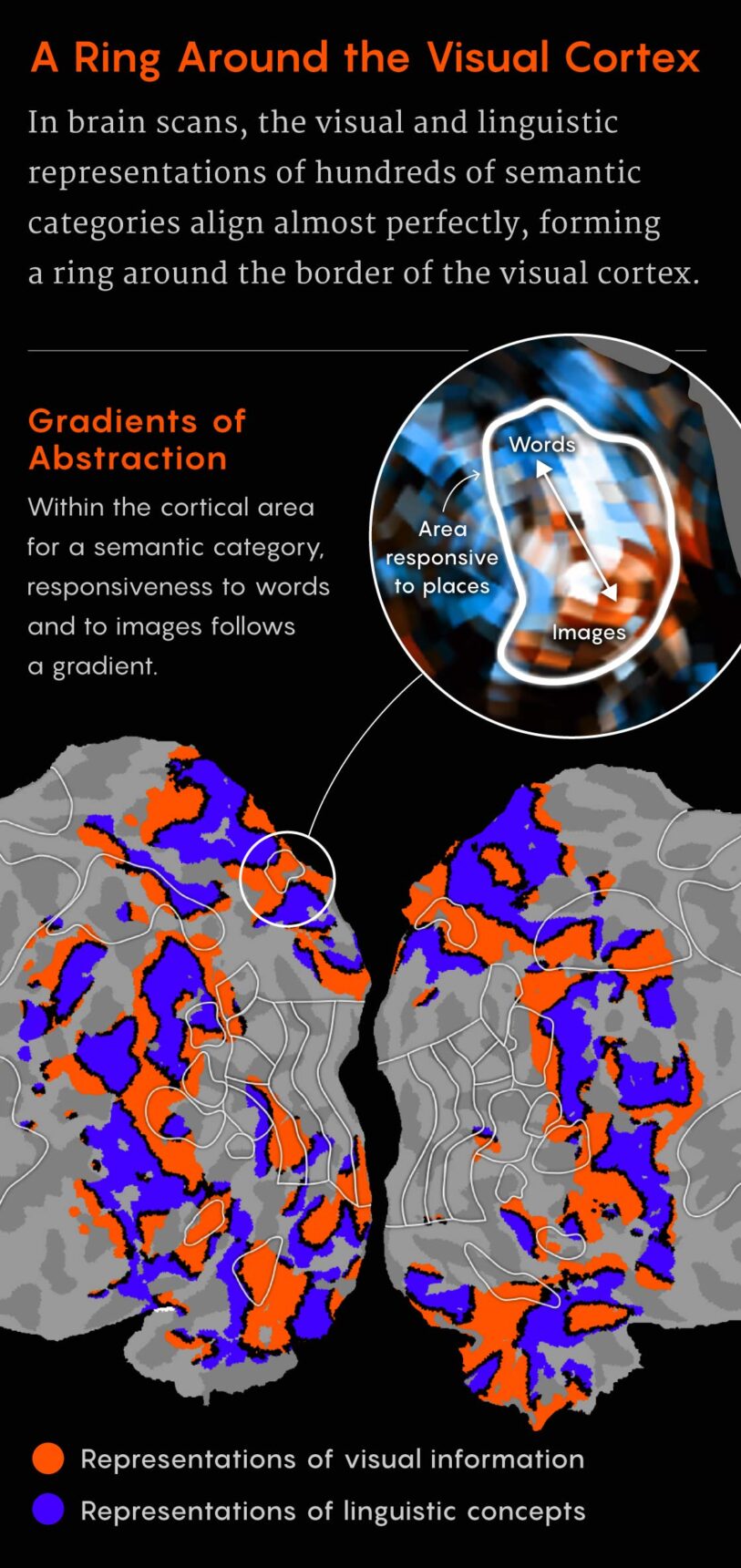 New Map of Meaning in the Brain Changes Ideas About Memory | Quanta ...