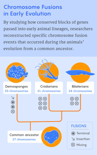 Secrets of Early Animal Evolution Revealed by Chromosome ‘Tectonics ...