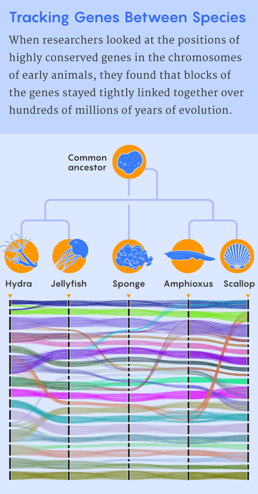 Secrets of Early Animal Evolution Revealed by Chromosome ‘Tectonics ...