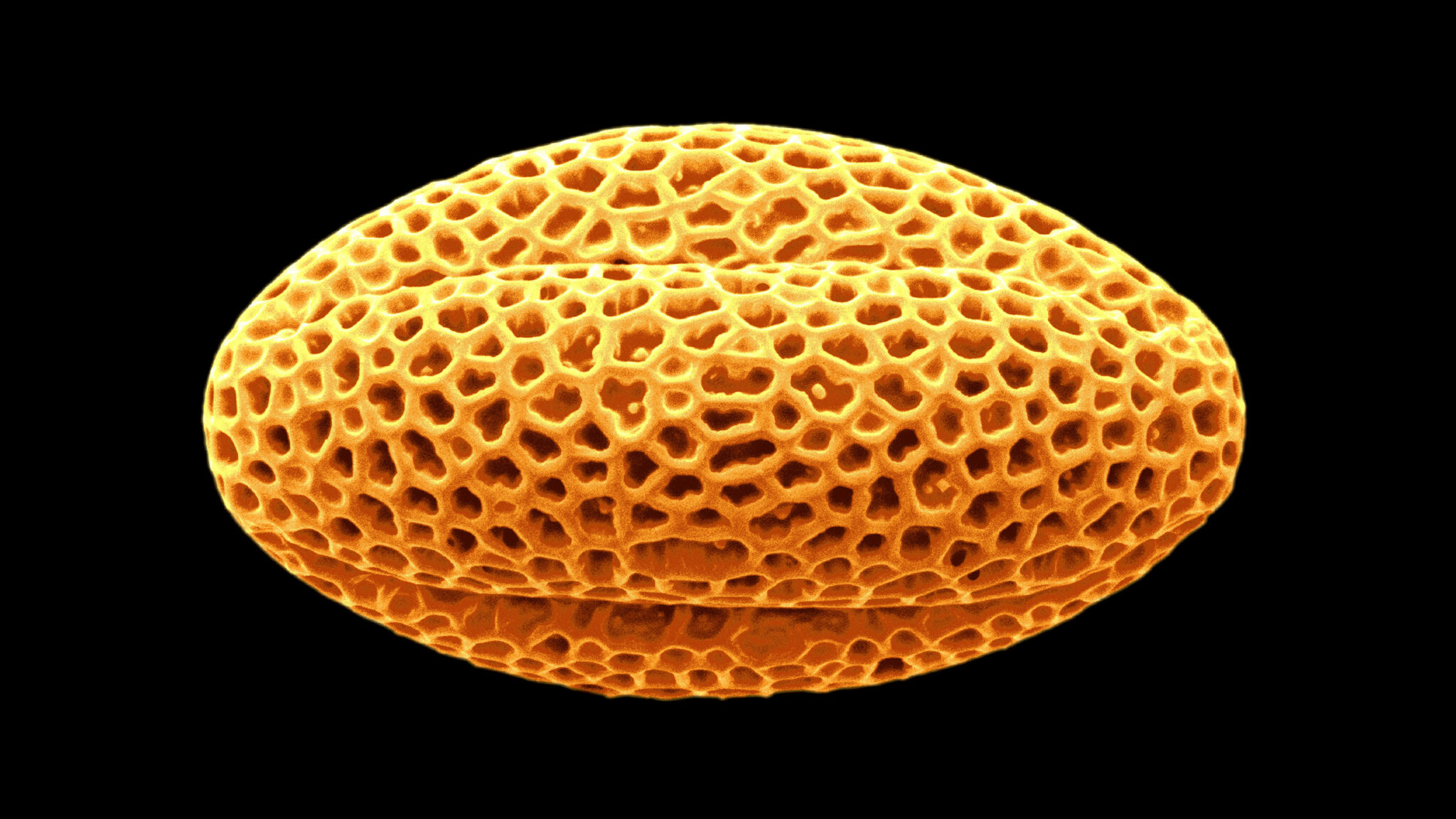 How the ‘Diamond of the Plant World’ Helped Land Plants Evolve | Quanta ...