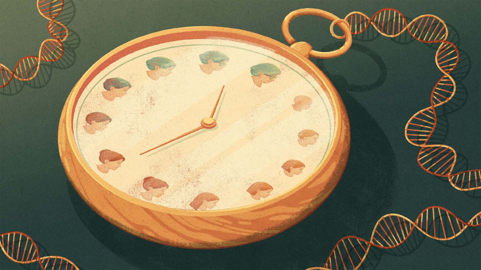 Epigenetic ‘Clocks’ Predict Animals’ True Biological Age | Quanta Magazine