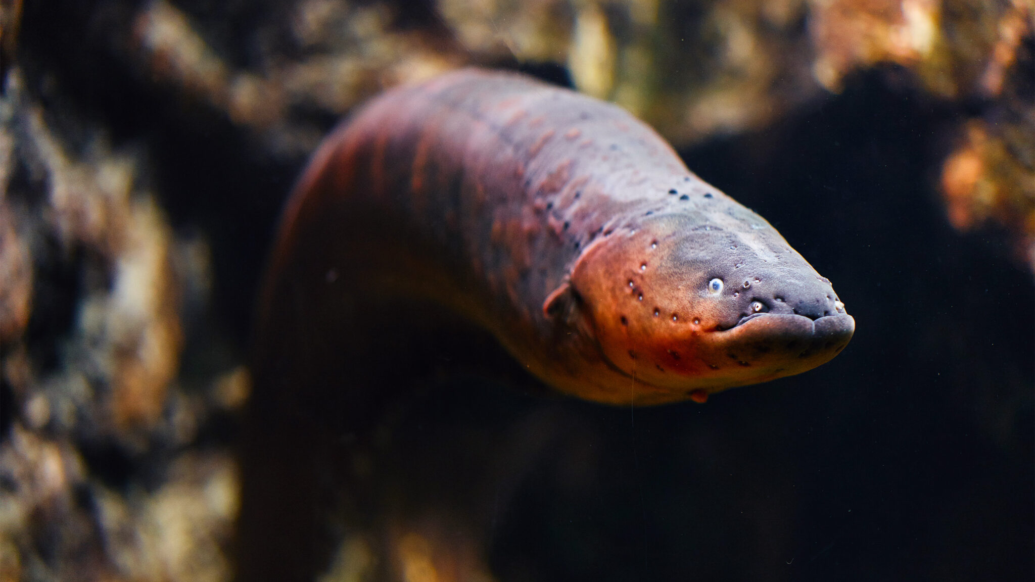 Electric Fish Genomes Reveal How Evolution Repeats Itself | Quanta Magazine