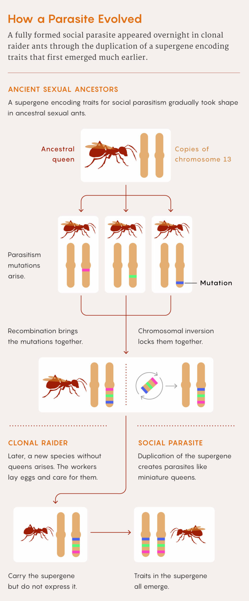 A Mutation Turned Ants Into Parasites in One Generation | Quanta Magazine