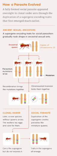 A Mutation Turned Ants Into Parasites in One Generation | Quanta Magazine