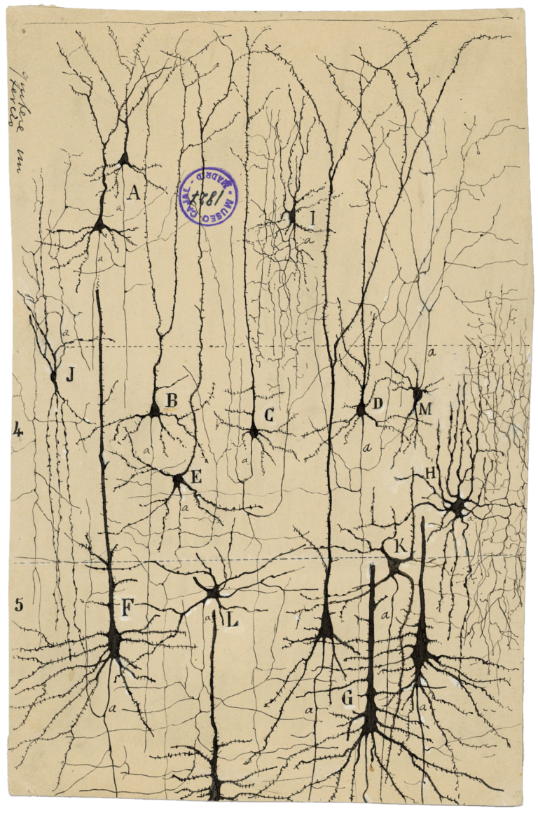 New Cell Atlases Reveal Untold Variety in the Brain and Beyond | Quanta ...