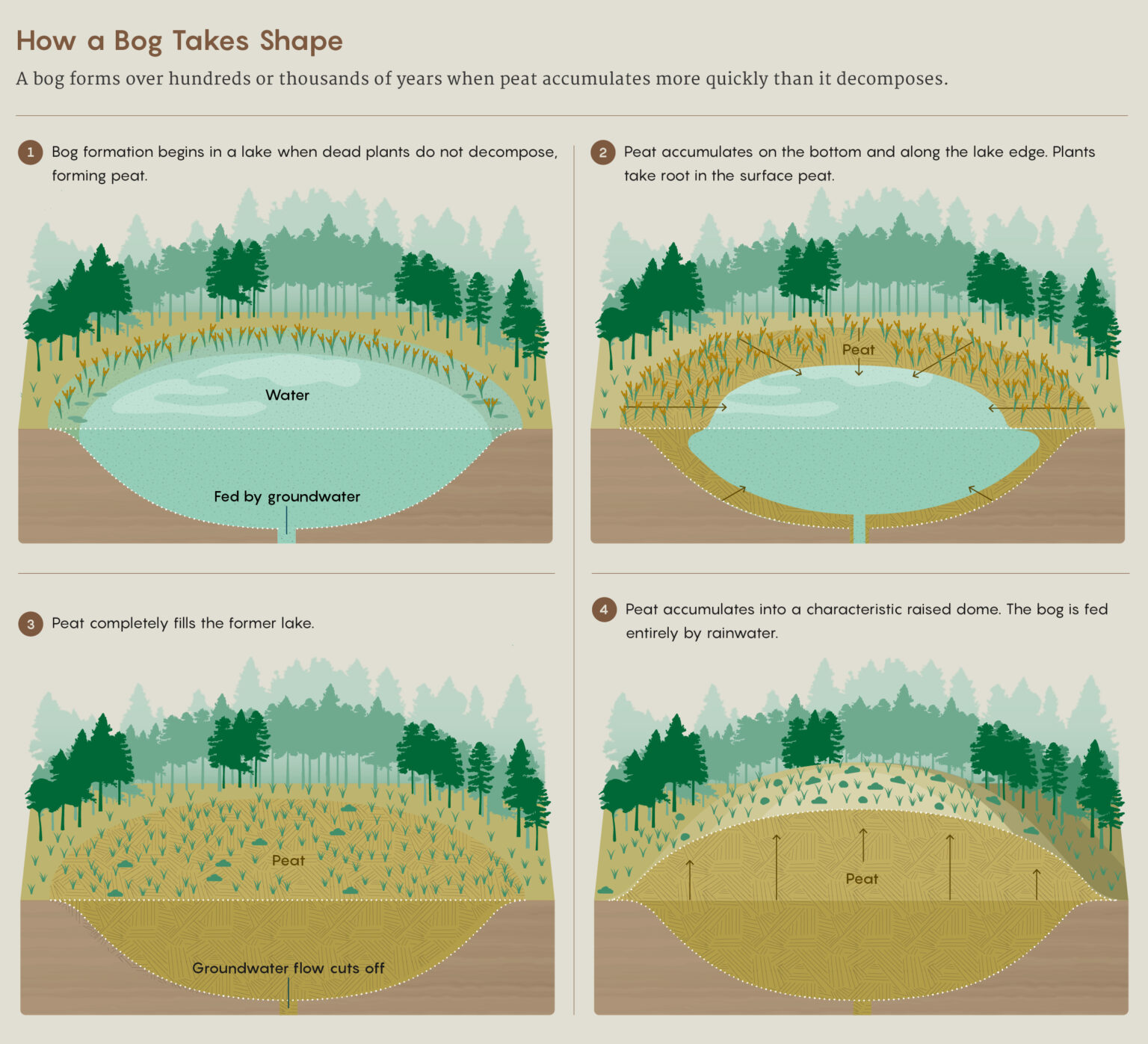 Simple Equation Predicts the Shapes of Carbon-Capturing Wetlands ...