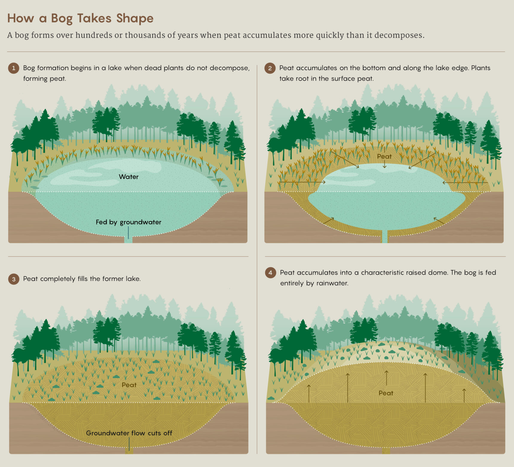Simple Equation Predicts the Shapes of Carbon-Capturing Wetlands ...