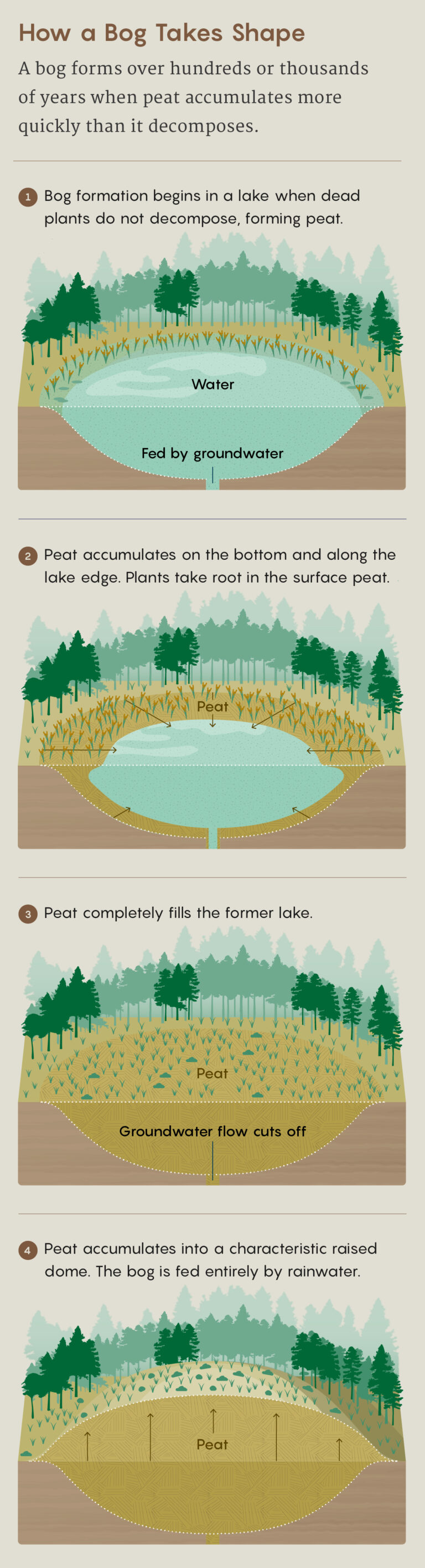 Simple Equation Predicts the Shapes of Carbon-Capturing Wetlands ...