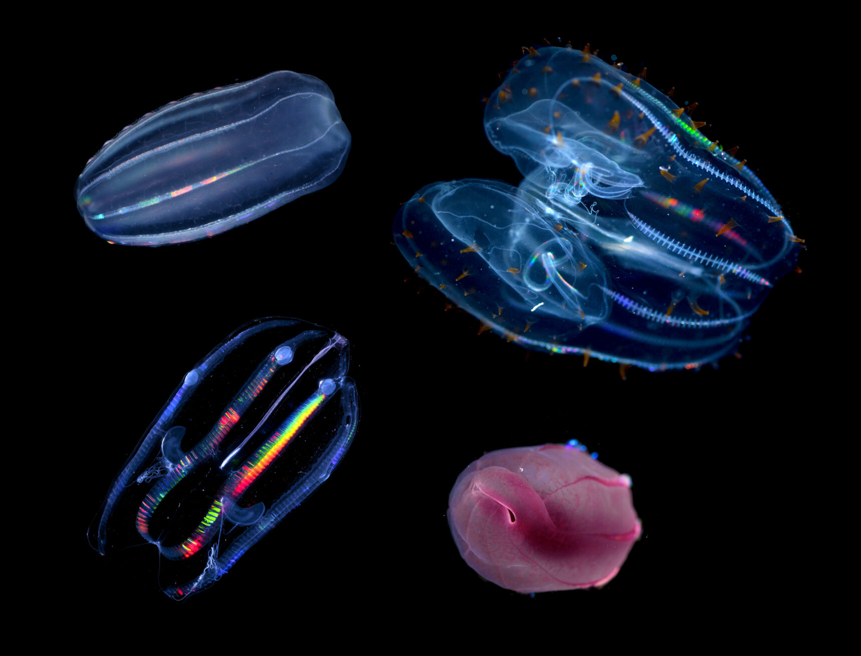 The Cellular Secret to Resisting the Pressure of the Deep Sea | Quanta ...