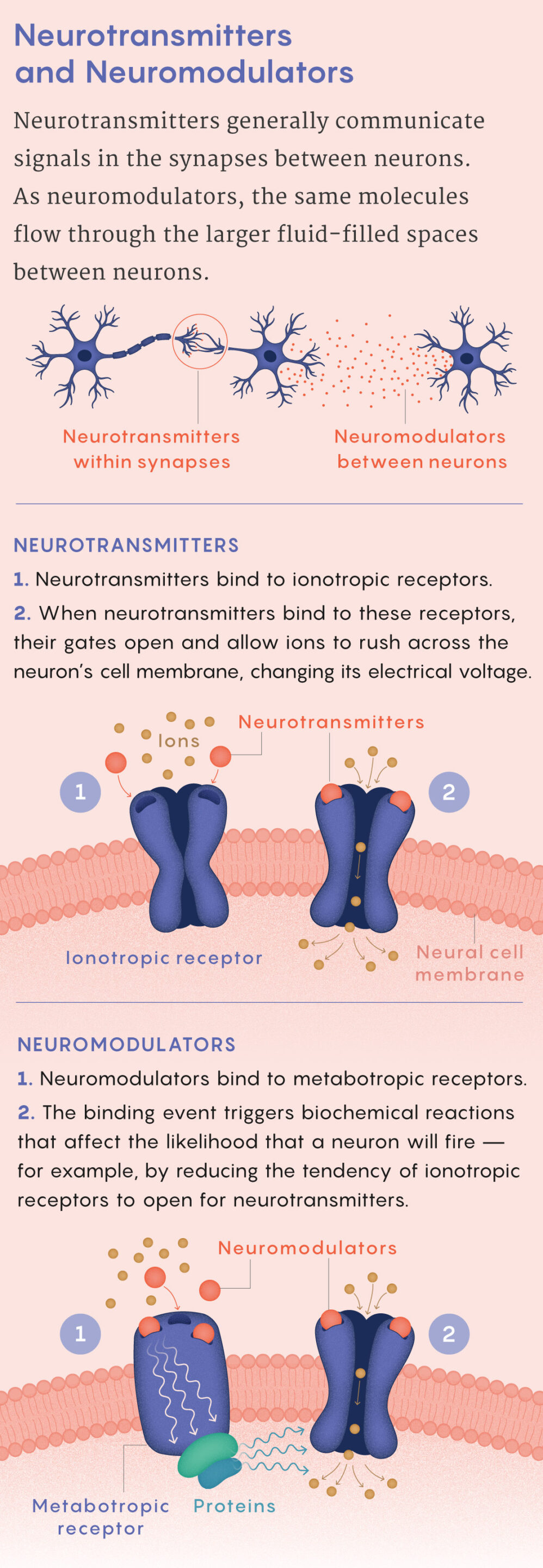 Brain Chemical Helps Signal to Neurons When to Start a Movement ...