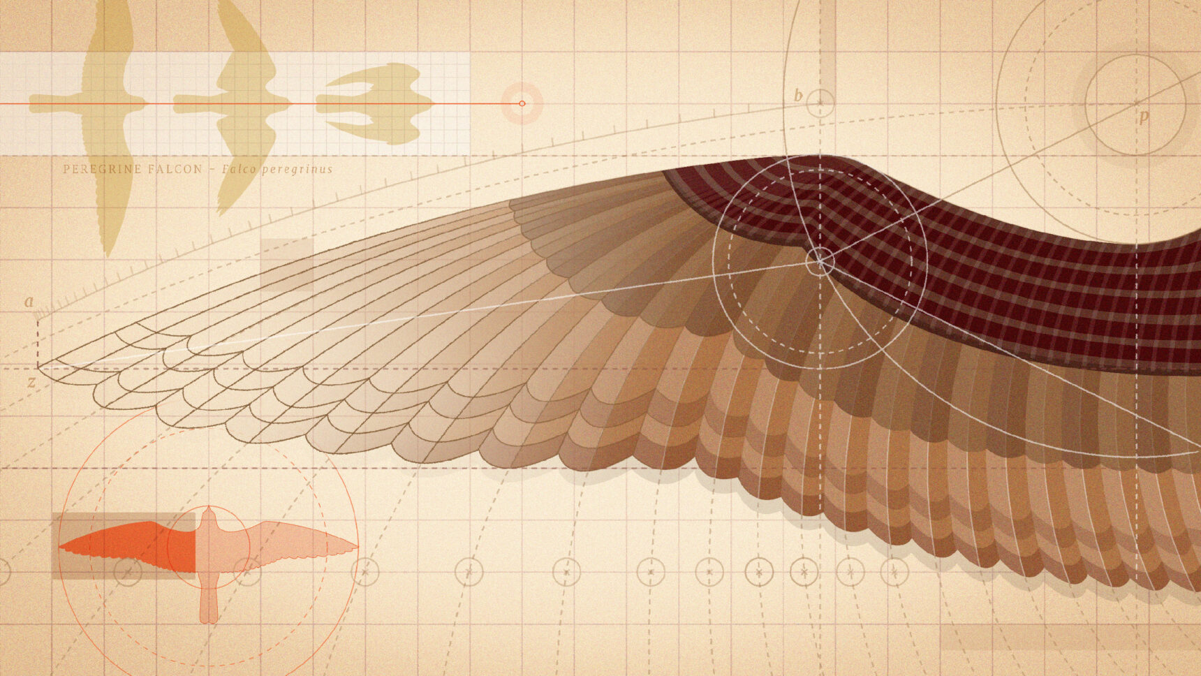 Geometric Analysis Reveals How Birds Mastered Flight | Quanta Magazine